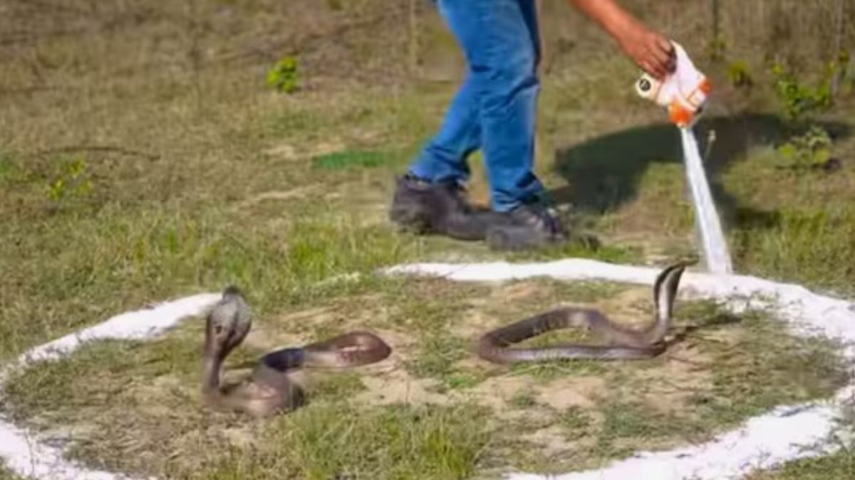 Does Salt Keep King Cobras Away? YouTuber Debunks The Myth | Viral News ...