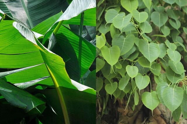Peepal To Banana, 5 Trees Considered Sacred in Hinduism - News18