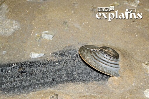 Ex-Intelligence Official Says US Collected UFOs: What are the Claims ...