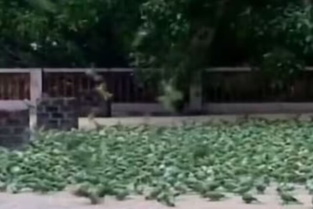 At Khedapati Balaji Temple, Thousands Of Parrots Relish Jowar Every ...