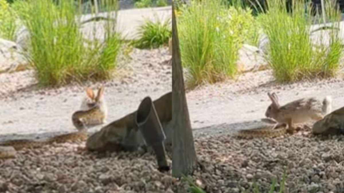 Video Of Rabbit And Snake Fighting Goes Viral, Guess The Winner | Viral ...