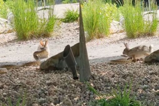 Video Of Rabbit And Snake Fighting Goes Viral, Guess The Winner - News18