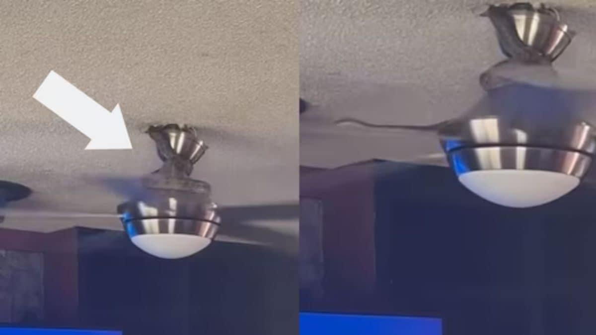 Video Of Snake Jumping Onto The Camera From Ceiling Fan Will Leave You ...