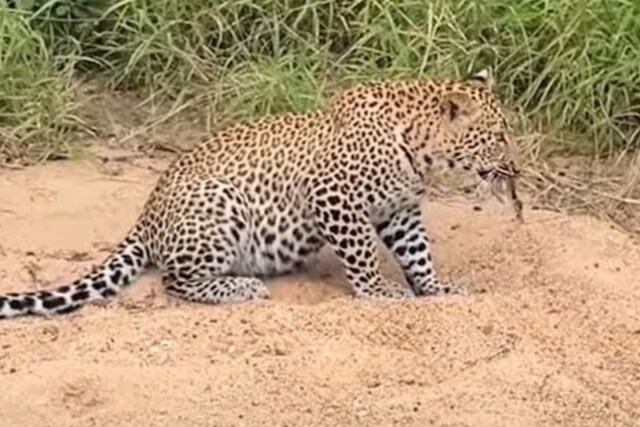 Watch: How Baby Gosling Fools Leopard In South Africa - News18