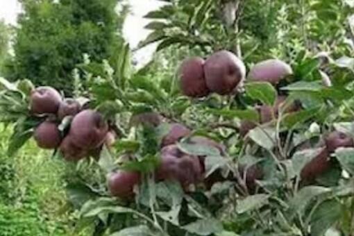 In Asia's Richest Village, Farmers Earn Up To Rs 80 Lakh Per Annum And ...