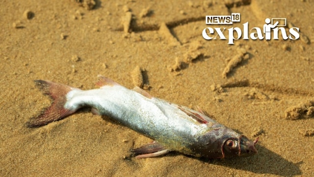 What Caused Thousands of Dead Fish to Wash Up Ashore on a Texas Beach ...