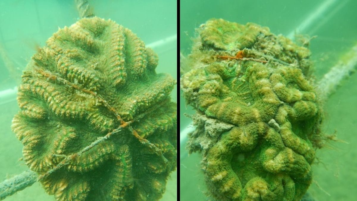 Coral Reefs in Gulf of Kutch Restored: How Biorock Tech Brought Back ...
