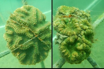 Coral Reefs in Gulf of Kutch Restored: How Biorock Tech Brought Back ...