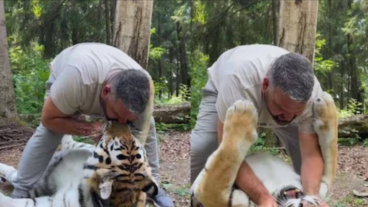 Watch: Adorable Tiger-human Bond Will Make You Want To Have A Giant Cat ...
