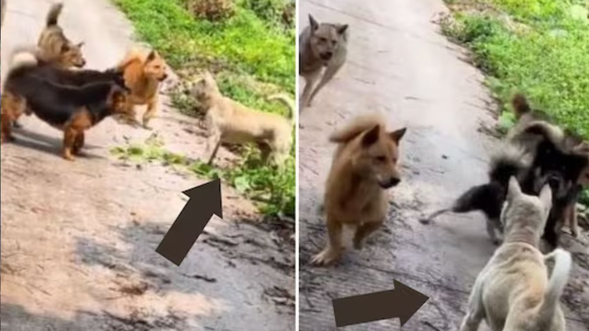 Watch: Lone Dog Fends Off An Attack By A Pack Of 5 | Viral News - News18