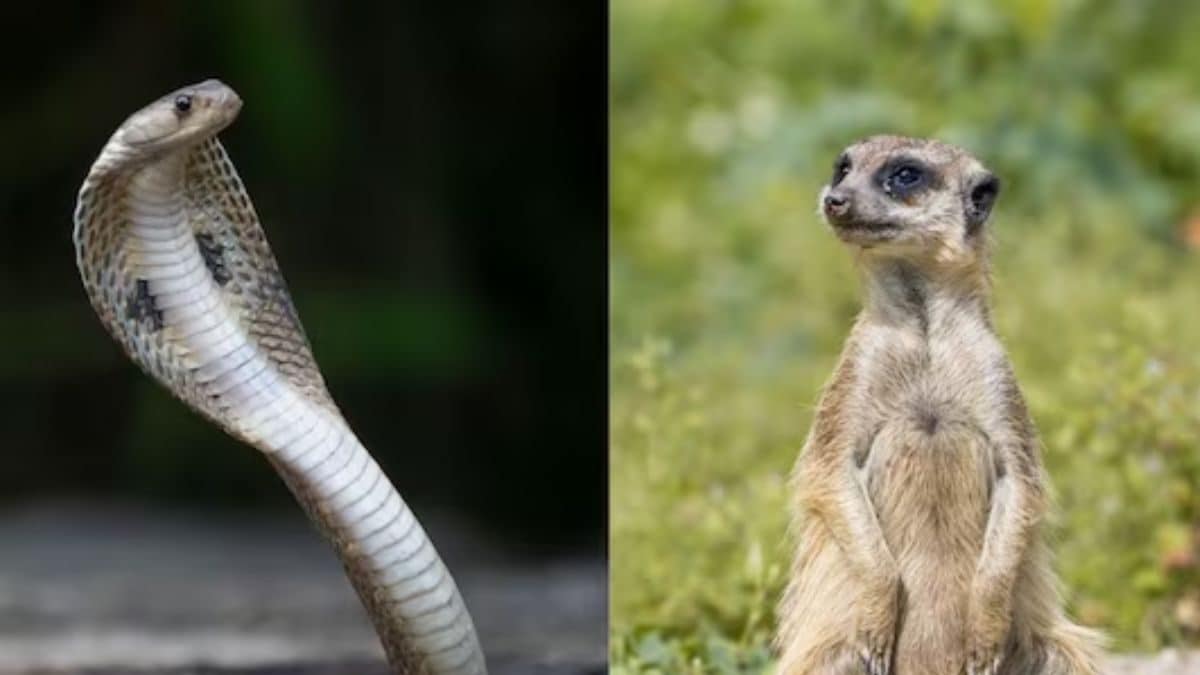 Unaffected By Poison, This Small Creature Is Deadly For King Cobra | Viral News - News18