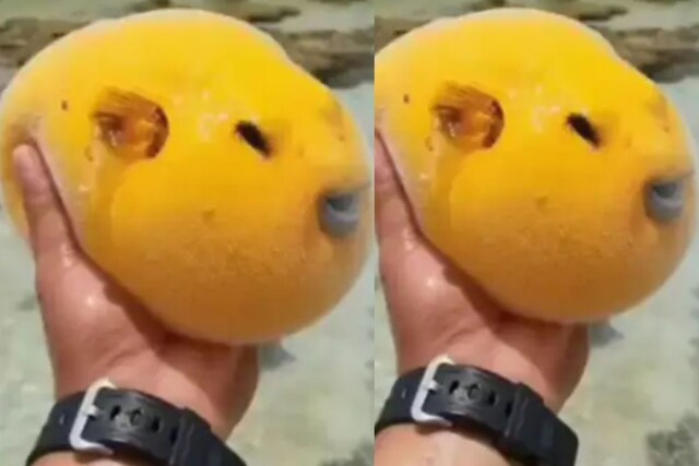 Watch: The Guineafowl Puffer, A Fish You Might Mistake For A Mango - News18
