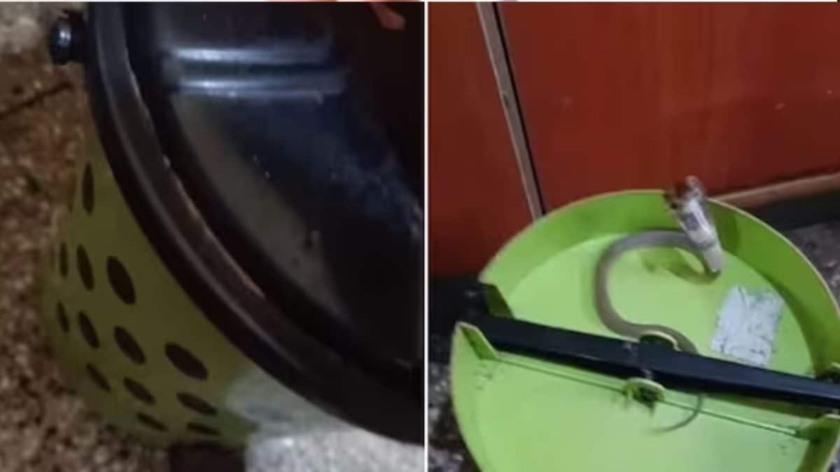 Watch: 'Cute' Snake Hides Under Dustbin, Internet Has Its Say | Viral News - News18
