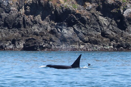 Nothing To See Here, Just An Unusual Friendship Between Orca And Deer ...
