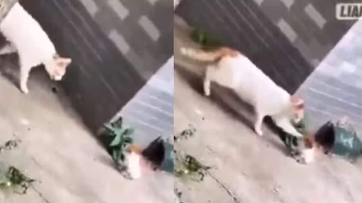 Watch: Mama Cat Scolding Kitten After It Went Missing Is The Cutest ...
