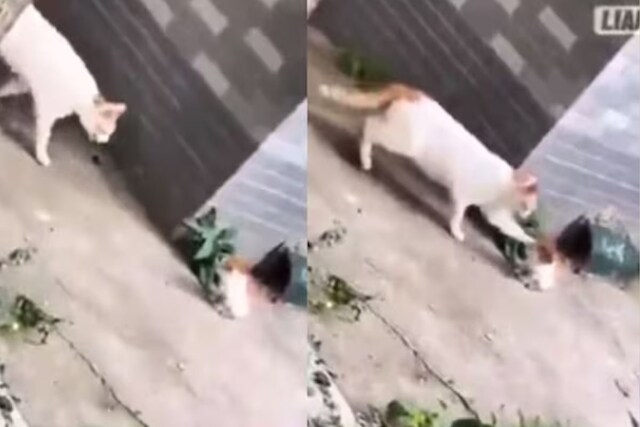 Watch: Mama Cat Scolding Kitten After It Went Missing Is The Cutest ...