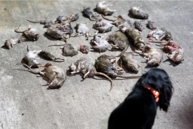 Washington Recruits Dogs and Cats in War on Rodents - News18