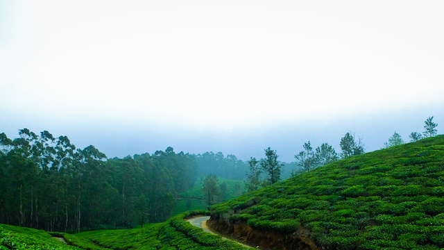 Why Coorg Is So Famous For Its Coffee And Plantation | Lifestyle News ...