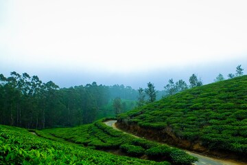 Why Coorg Is So Famous For Its Coffee And Plantation - News18