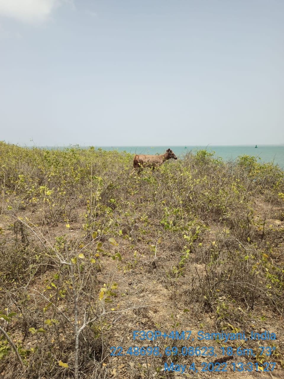Gujarat Forest Department To Save 'Sea Swimming' Sambar Deers in ...