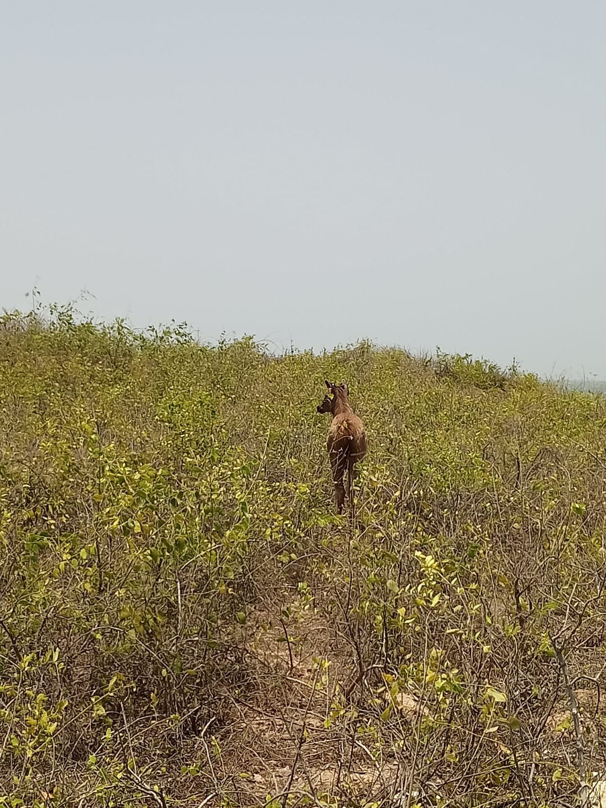Gujarat Forest Department To Save 'Sea Swimming' Sambar Deers in ...