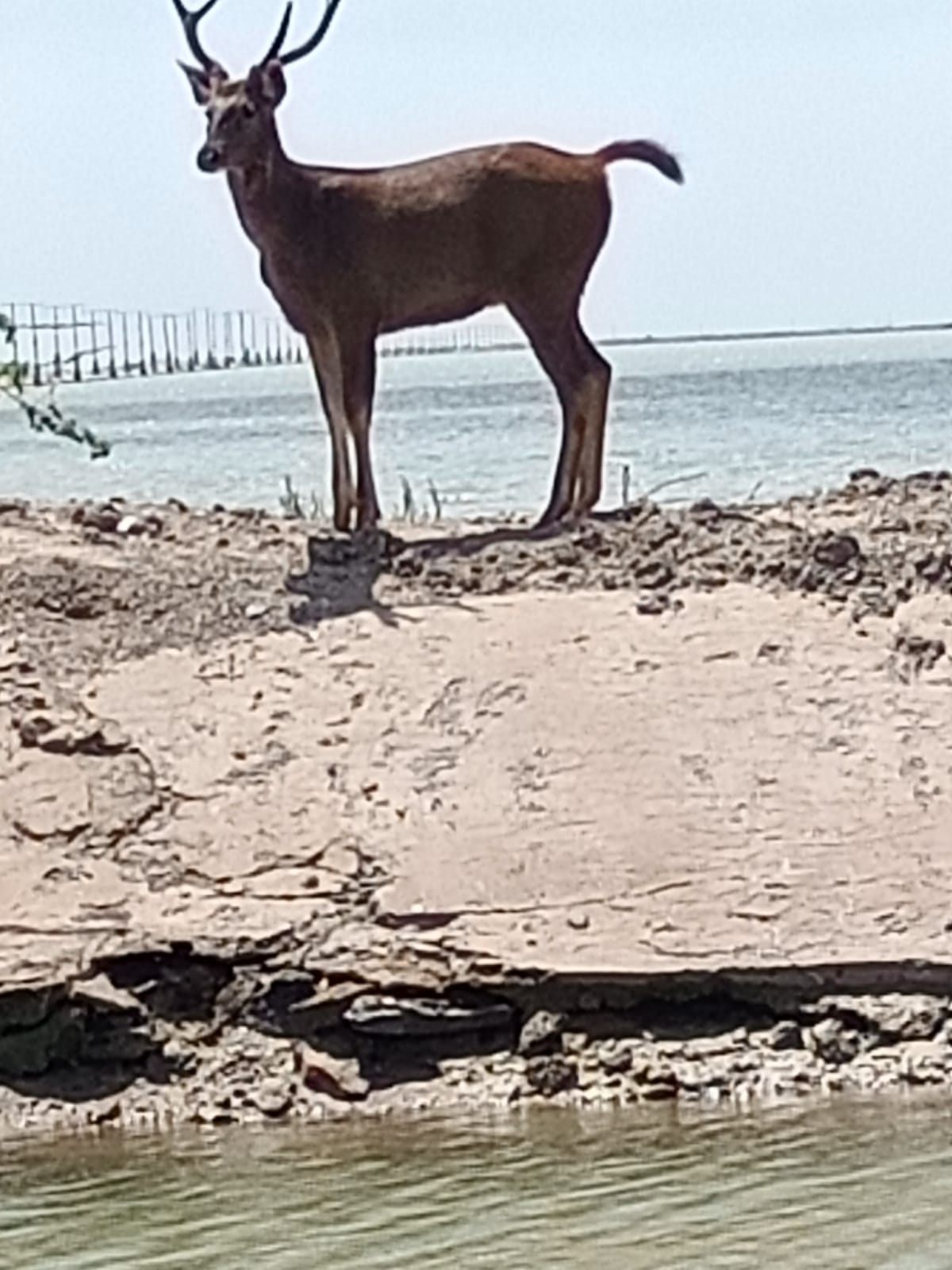 Gujarat Forest Department To Save 'Sea Swimming' Sambar Deers in ...