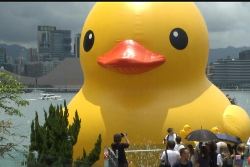 A Decade on, Giant Duck Brings a Friend Home to Roost in Hong Kong - News18