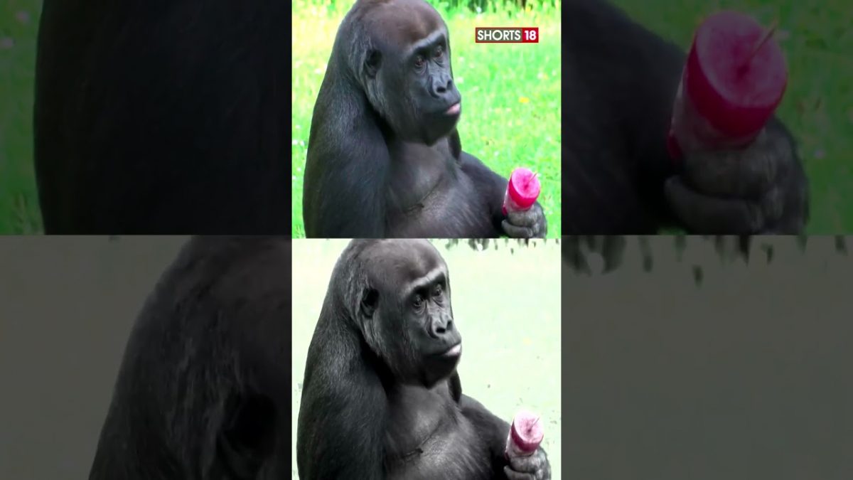Watch How Berlin Zoo Treats Gorilla With Ice Lollipops To Beat The Heat ...