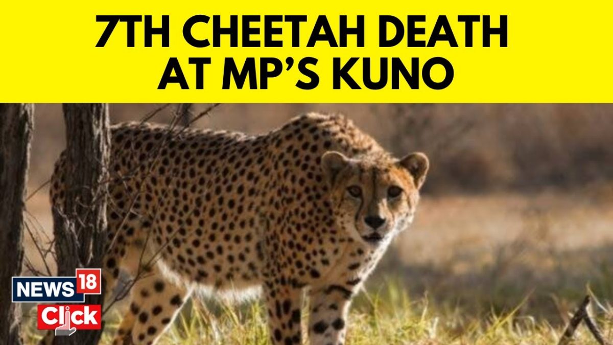 African Cheetah Tejas Dies At MP's Kuno National Park | 7 Cheetahs Dead In Madhya Pradesh ...