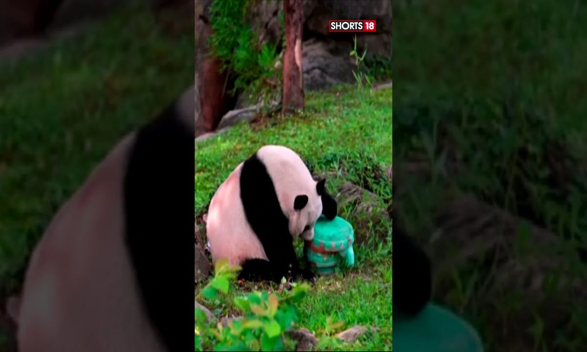 Panda Birthday | Giant Panda Mei Xiang Celebrated Her 25Th Birthday In ...