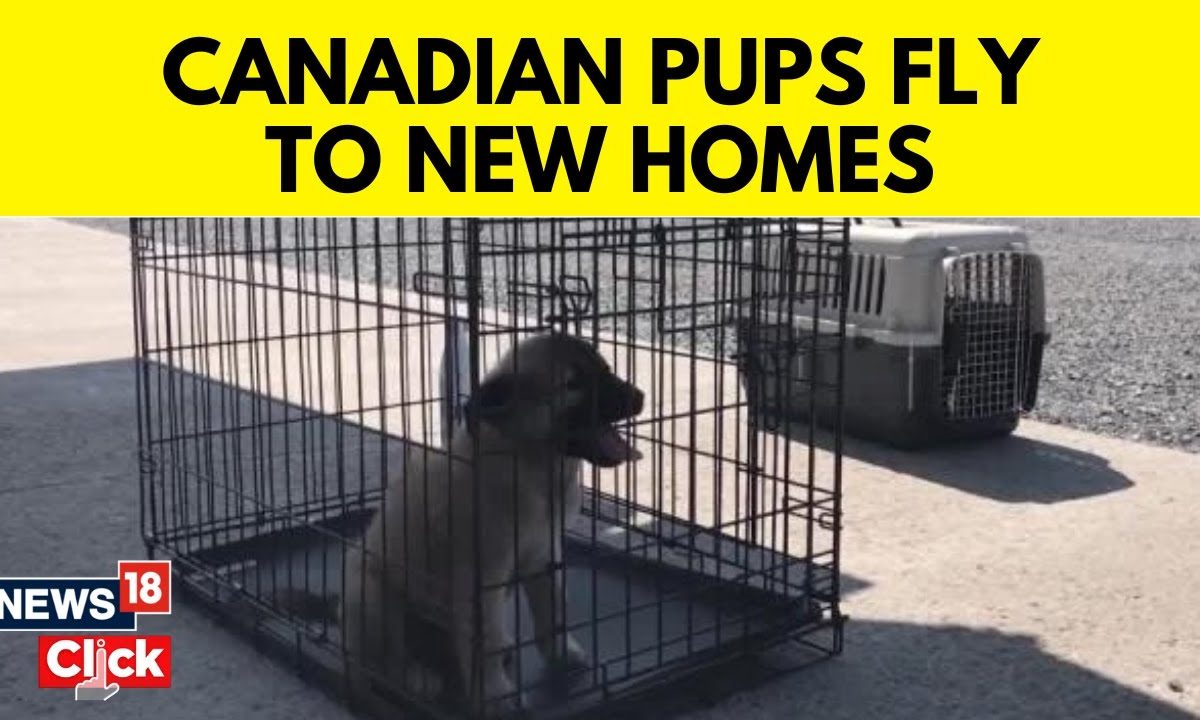 Canada News | Rescued Canadian Pups Enroute New Homes | Dog Rescue ...