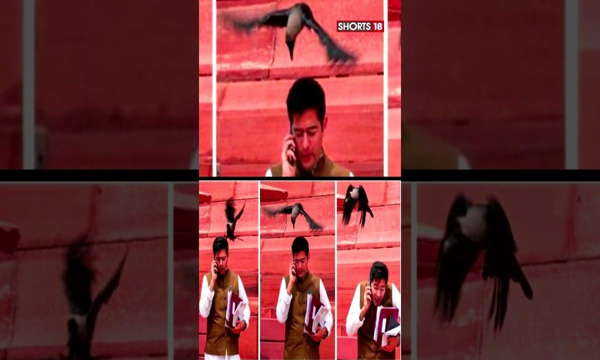 Crow Attack On AAP MP Parliament Raghav Chadha Outside | MP Raghav ...