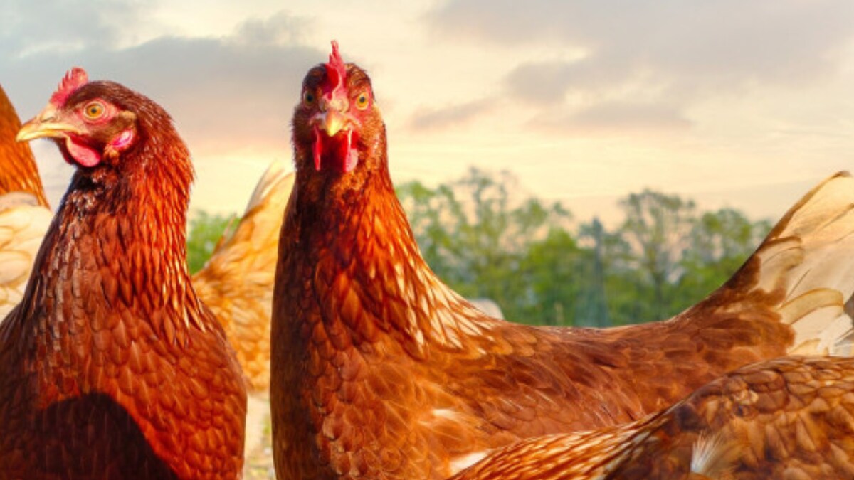 Proof Humans Reshaped the World? Chickens | Viral News - News18