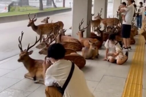 Deer And Human Share Shelter On A Rainy Day In Japan Is A Visual Treat ...
