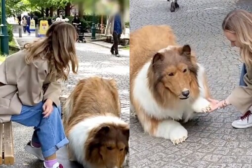 Japanese Man Who Turned Into Dog Goes For His First Ever Walk, Video is ...