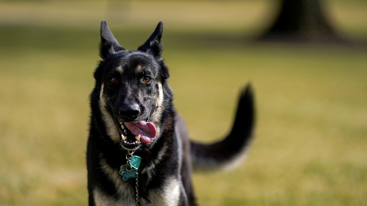Scent Dogs Shown to Sniff Covid With Better Sensitivity Than Covid ...