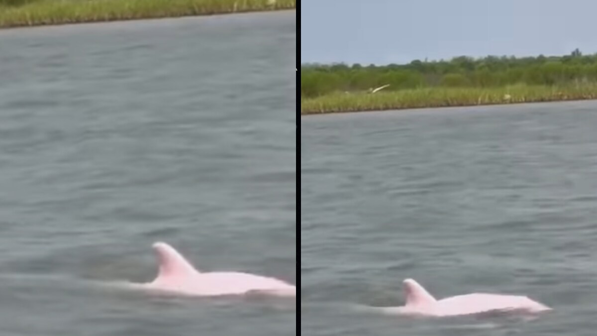 This Rare Pink Dolphin Will Make You Rub Your Eyes Twice | Viral News ...