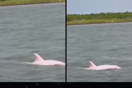 This Rare Pink Dolphin Will Make You Rub Your Eyes Twice - News18
