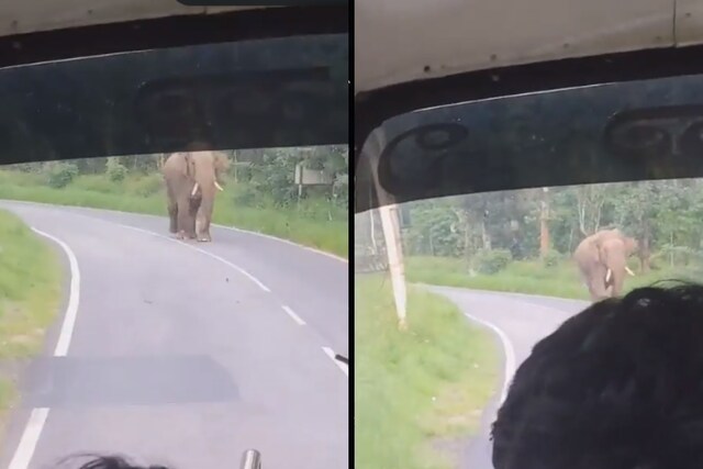Bus Passengers' Calmness During Incredible Elephant Encounter Is Lesson ...