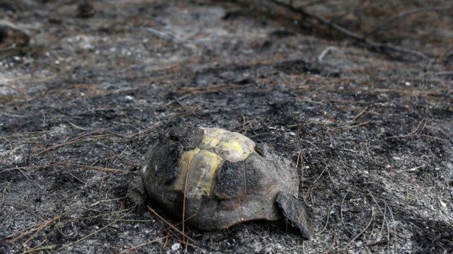 How Are Animals Adapting to Megafires? | Viral News - News18