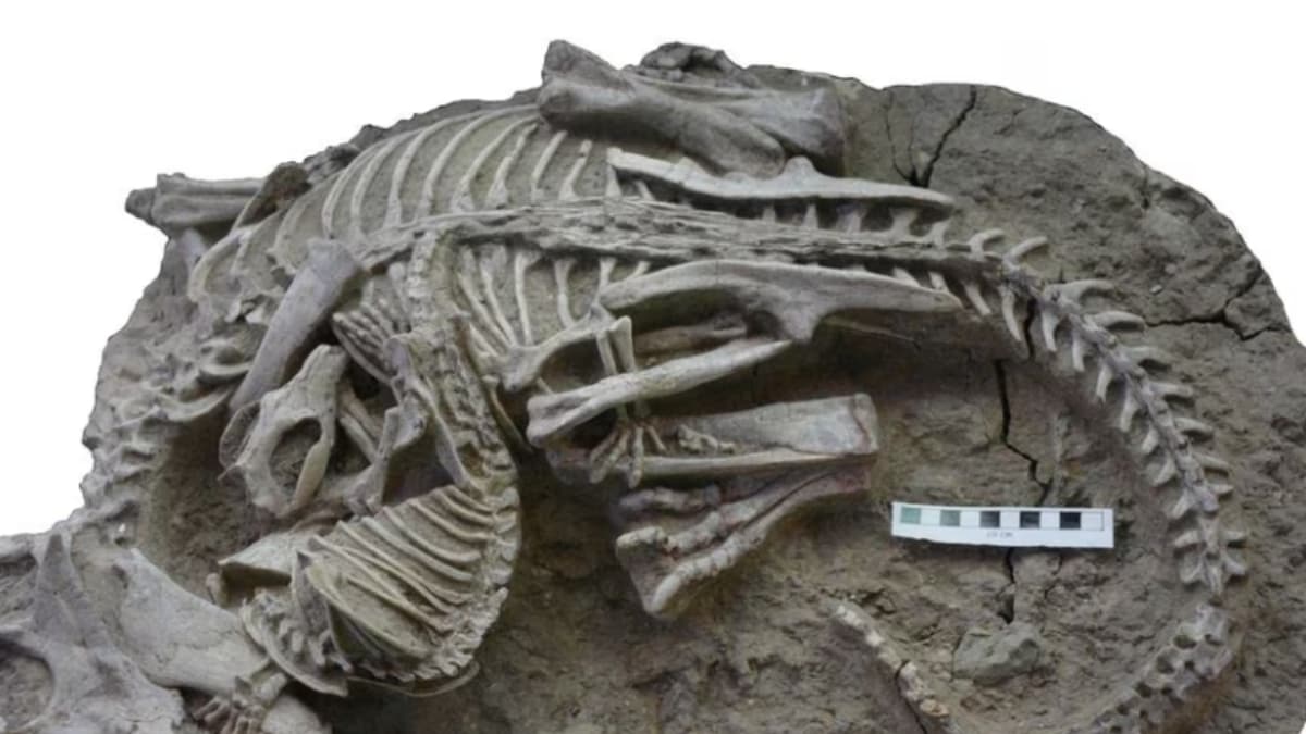 Dramatic Fossil Shows Pugnacious Mammal Attacking a Dinosaur | Viral ...