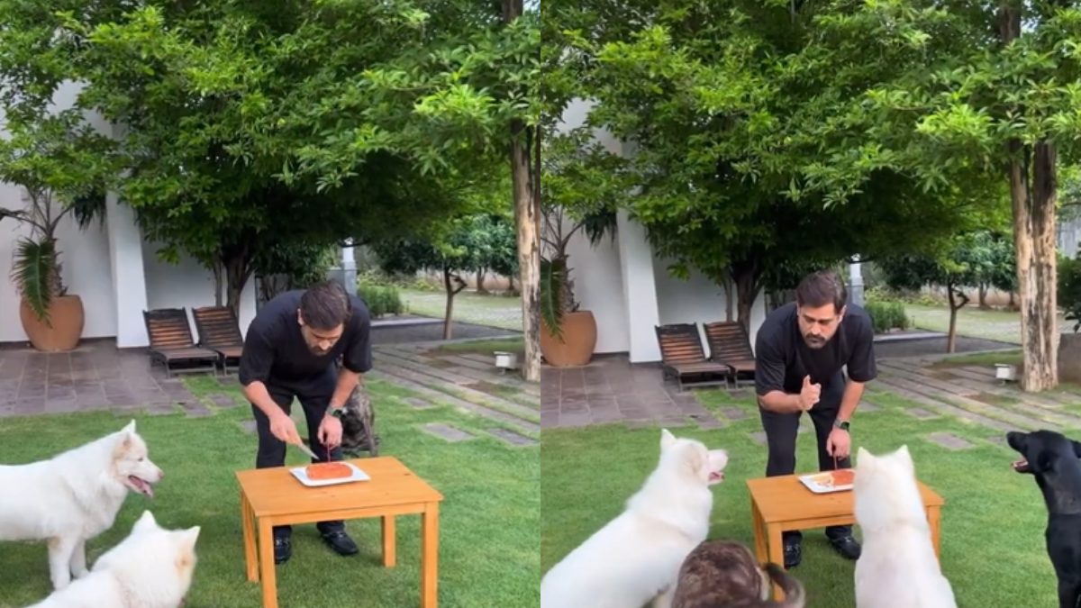 MS Dhoni Celebrates 42nd Birthday With His Pet Dogs, Feeds Them Cake ...