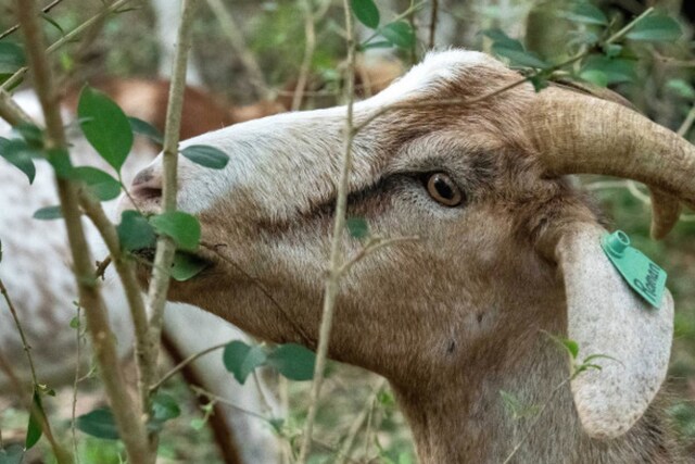 Karma Hits Back? Chhattisgarh Man Chokes on Eye of Goat He Sacrificed ...
