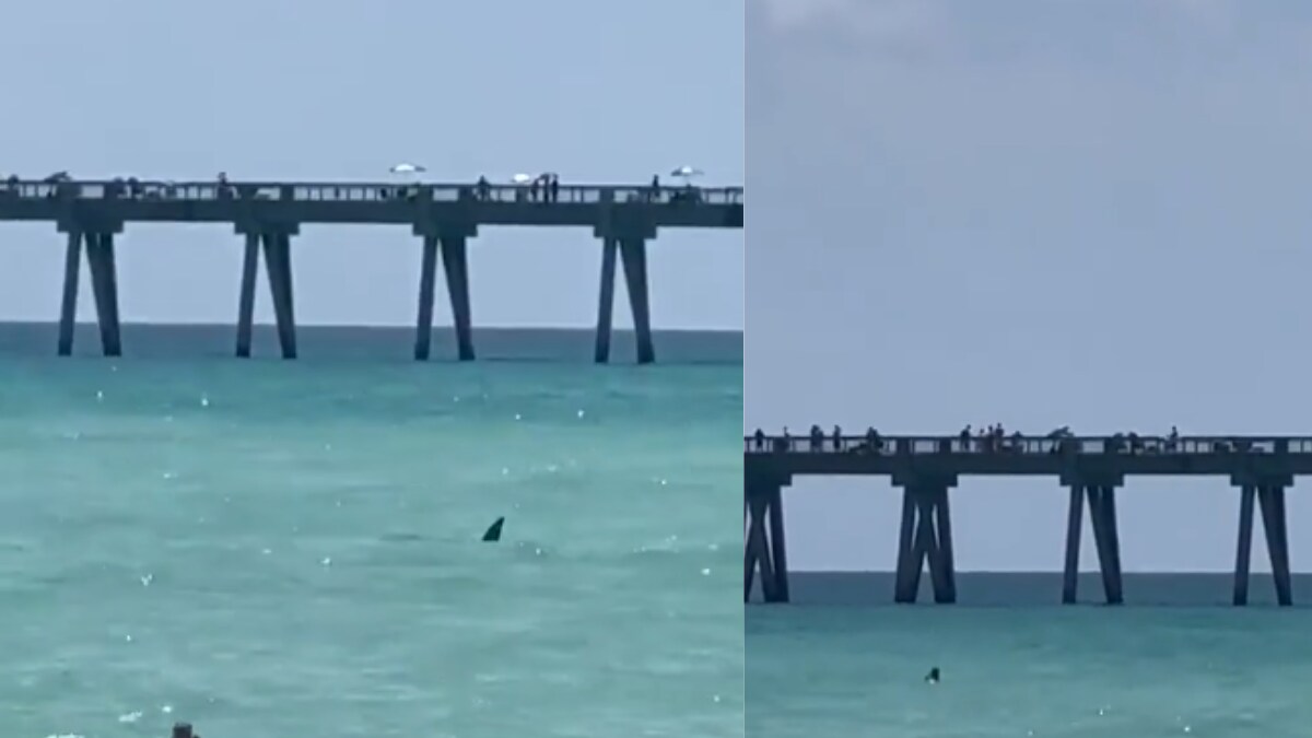 Watch: Shark Swims Dangerously Close To Beachgoers In US - News18 Watch: Shark Swims Dangerously Close To Beachgoers In US - News18