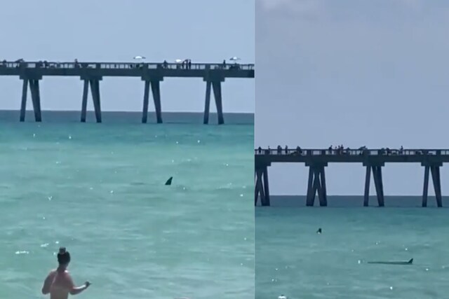 Watch Shark Swims Dangerously Close To Beachgoers In Us News18