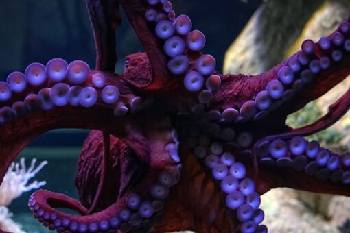In Singapore, 55-year-old Man Swallows Octopus, And Then ... - News18
