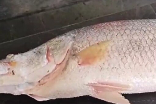 Fisherman Catches Pulasa Fish Weighing 15 Kg From Godavari River, Sells ...