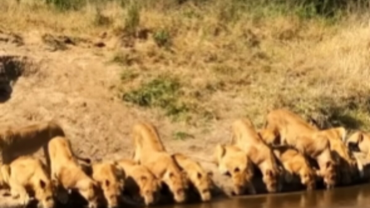 'Rare Sight': Viral Video Shows 20 Lions Drinking Water In A Perfectly ...