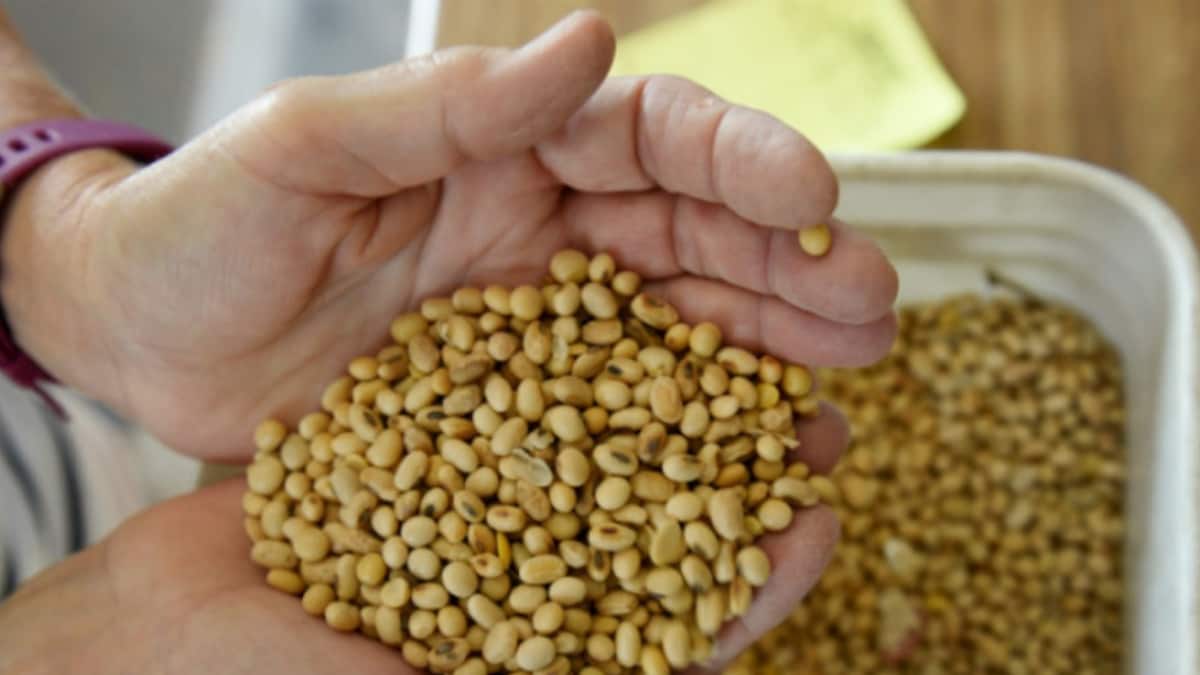 Can This Soy Protein Food Packaging Replace Plastic? Read On | Viral ...