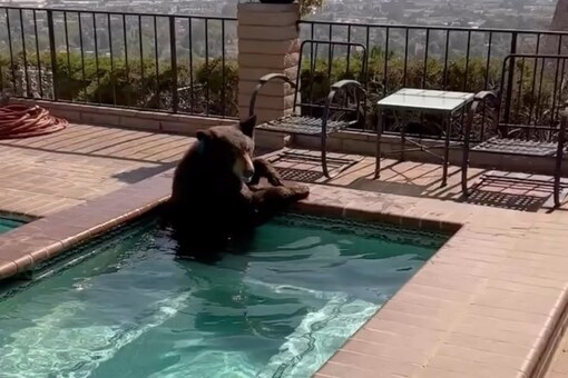 This Video Of A Bear Chilling In Pool To Beat Summer Heat Screams ...